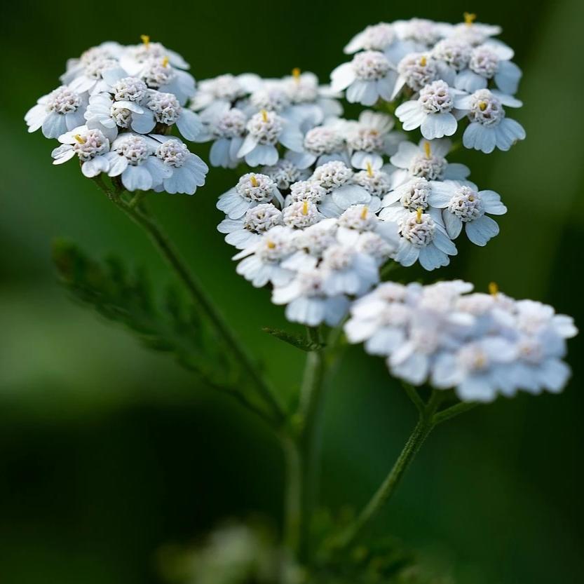 Cover for yarrow preparation 502 – Präparatekiste